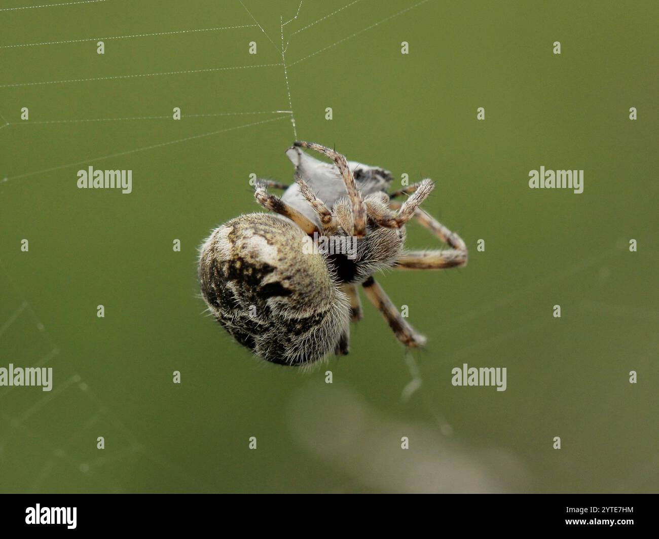 Gorse Orbweaver (Agalenatea redii Stock Photo - Alamy