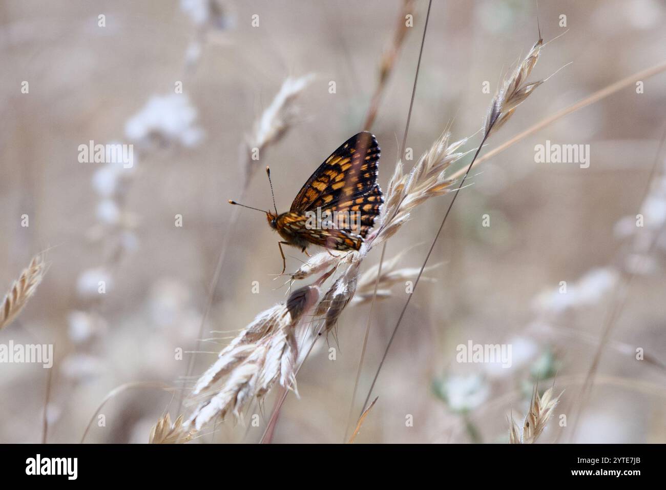 Northern Checkerspot (Chlosyne palla Stock Photo - Alamy