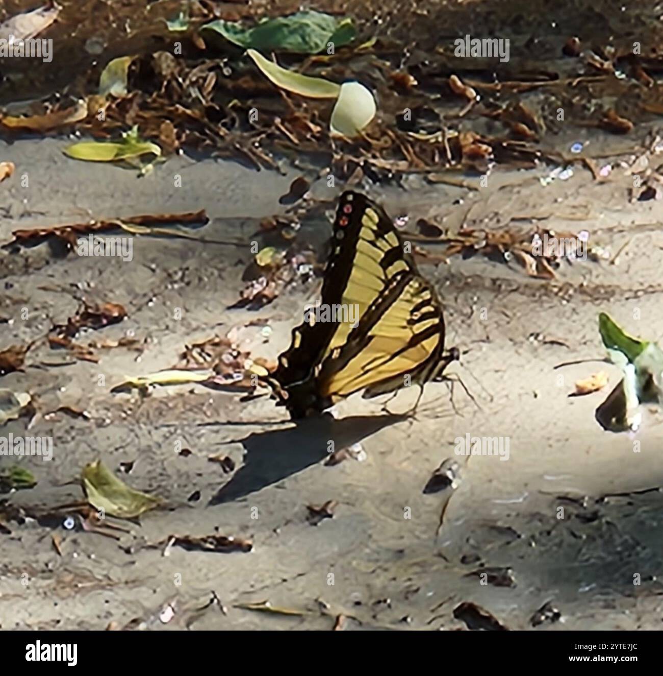 Tiger Swallowtails and Allies (Pterourus Stock Photo - Alamy