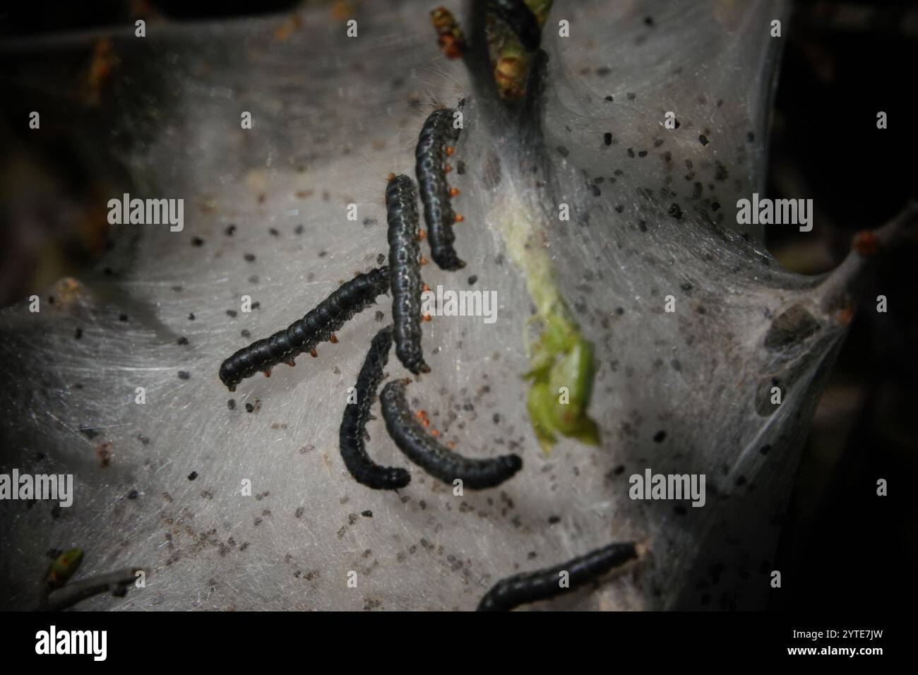 Small Eggar (Eriogaster lanestris Stock Photo - Alamy
