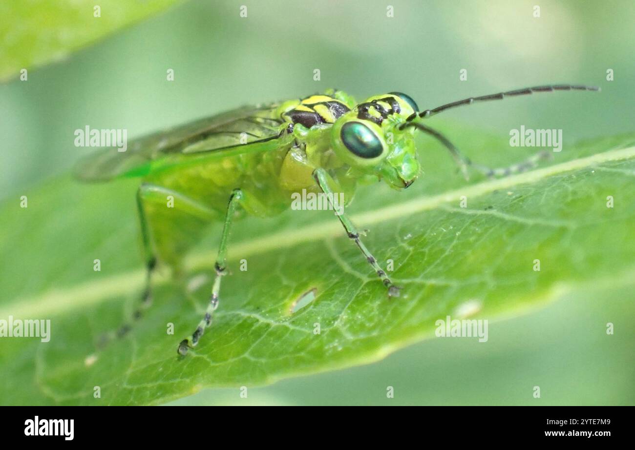 Rhogogaster viridis hi-res stock photography and images - Alamy