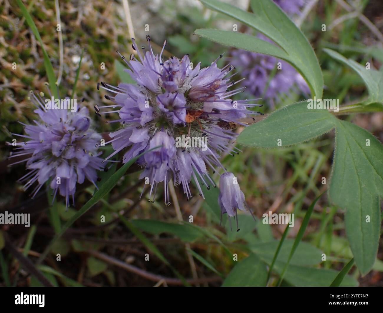 ballhead waterleaf (Hydrophyllum capitatum Stock Photo - Alamy