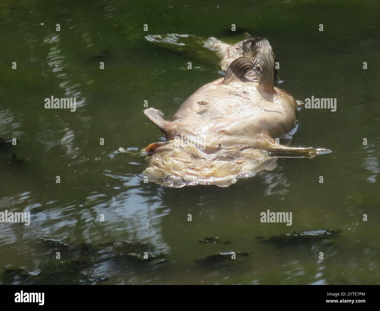North American Freshwater Catfishes (Ictaluridae Stock Photo - Alamy