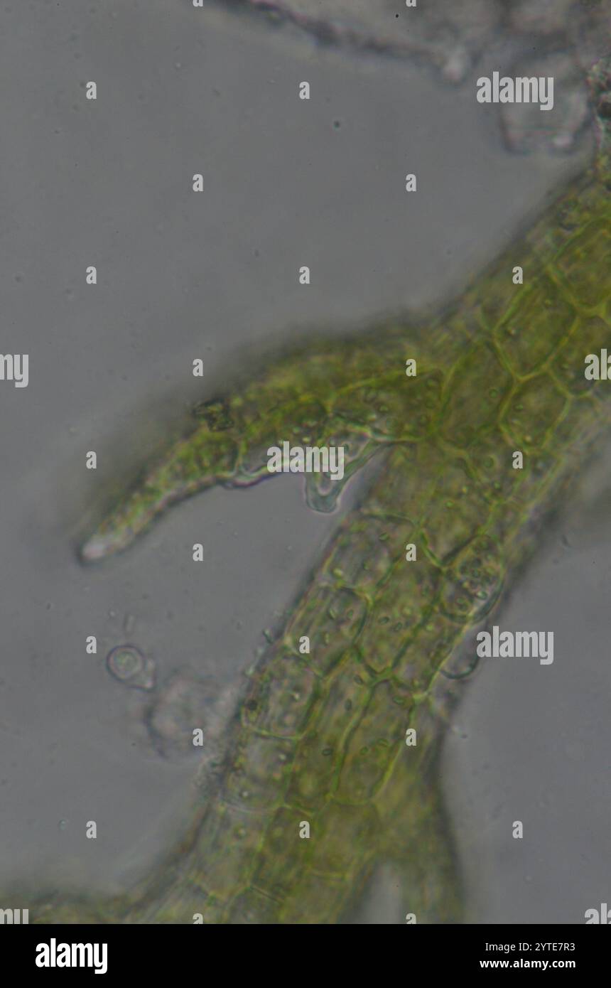 Spiny Threadwort (Cephaloziella spinigera Stock Photo - Alamy