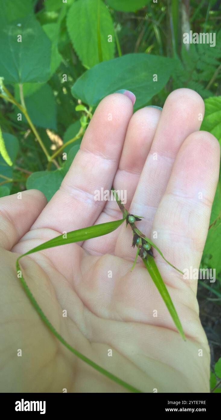 Whip Nutrush (Scleria triglomerata Stock Photo - Alamy