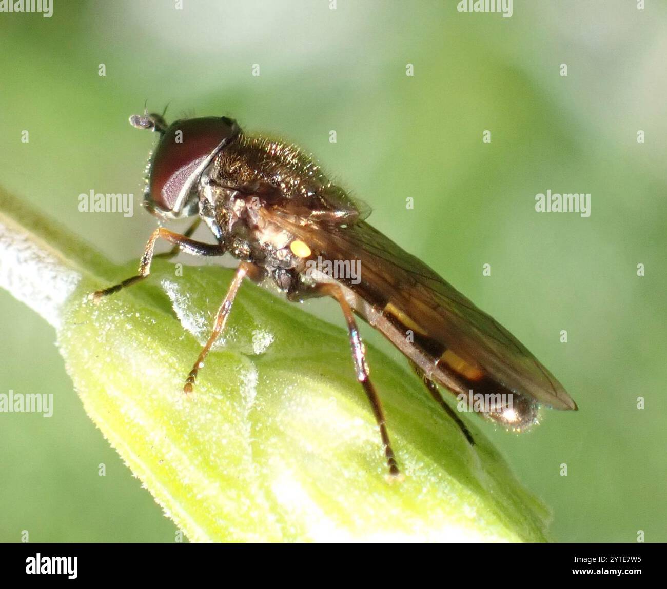 Variable Duskyface Fly (Melanostoma mellinum Stock Photo - Alamy