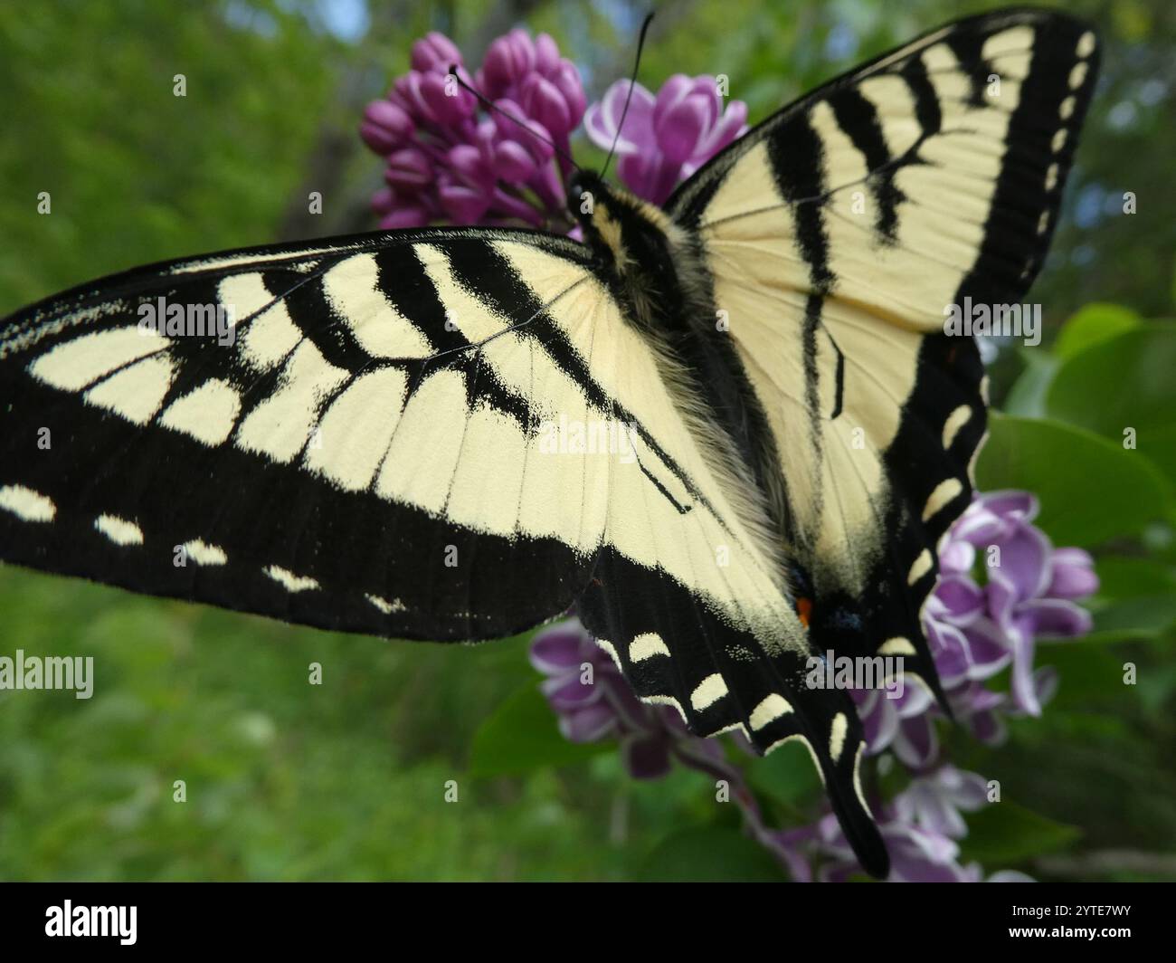 Canadian Tiger Swallowtail (Papilio canadensis Stock Photo - Alamy