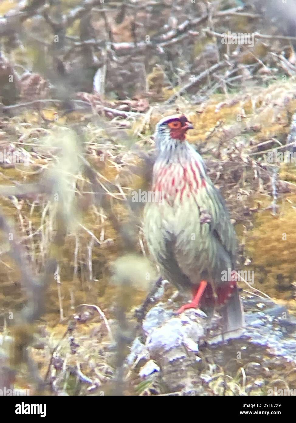 Blood pheasant ithaginis cruentus hi-res stock photography and images ...