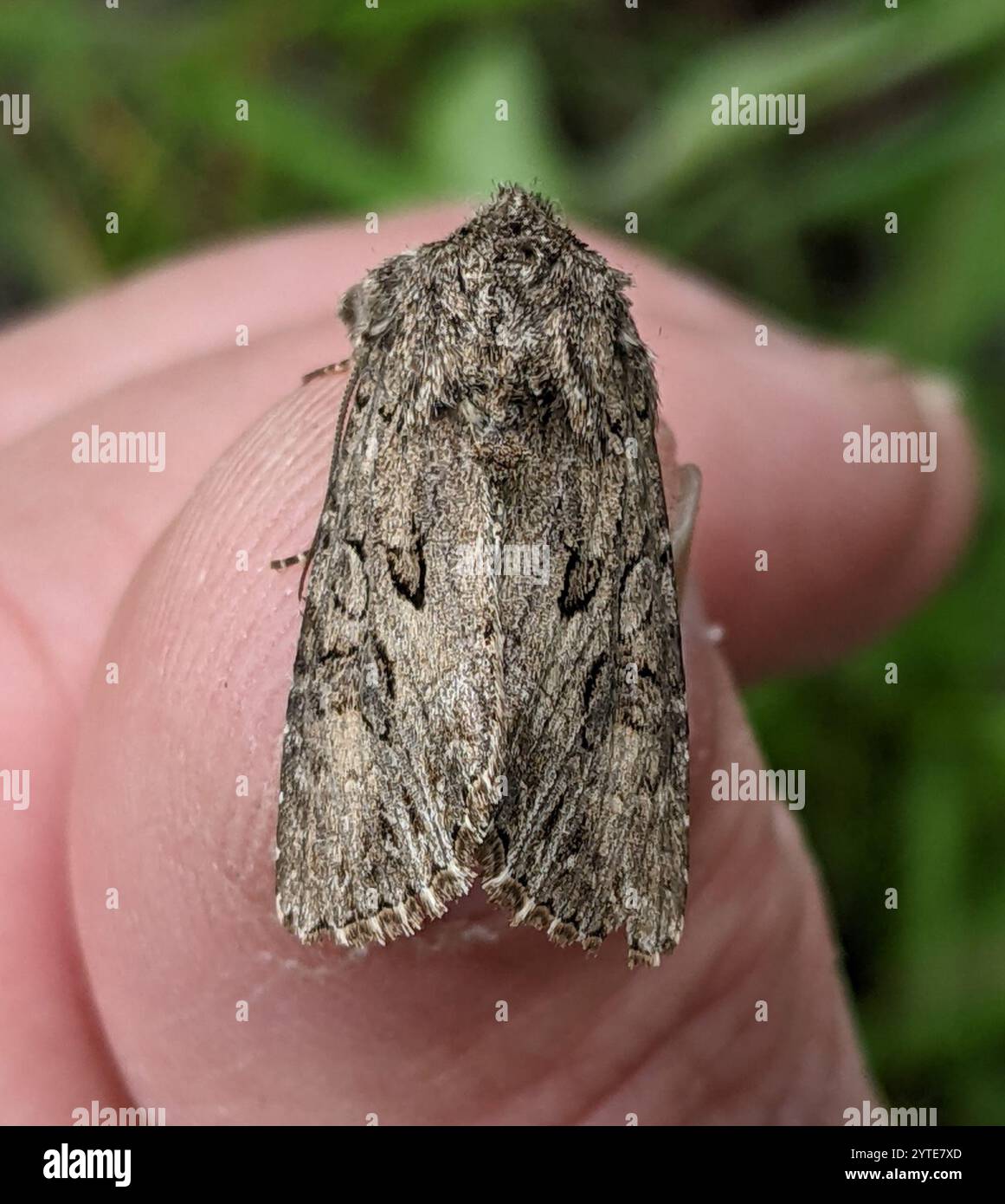 Nutmeg Moth (Anarta trifolii Stock Photo - Alamy