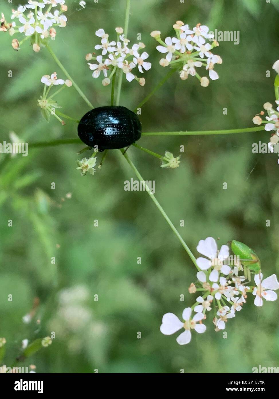 cow parsley leaf beetle (Chrysolina oricalcia Stock Photo - Alamy