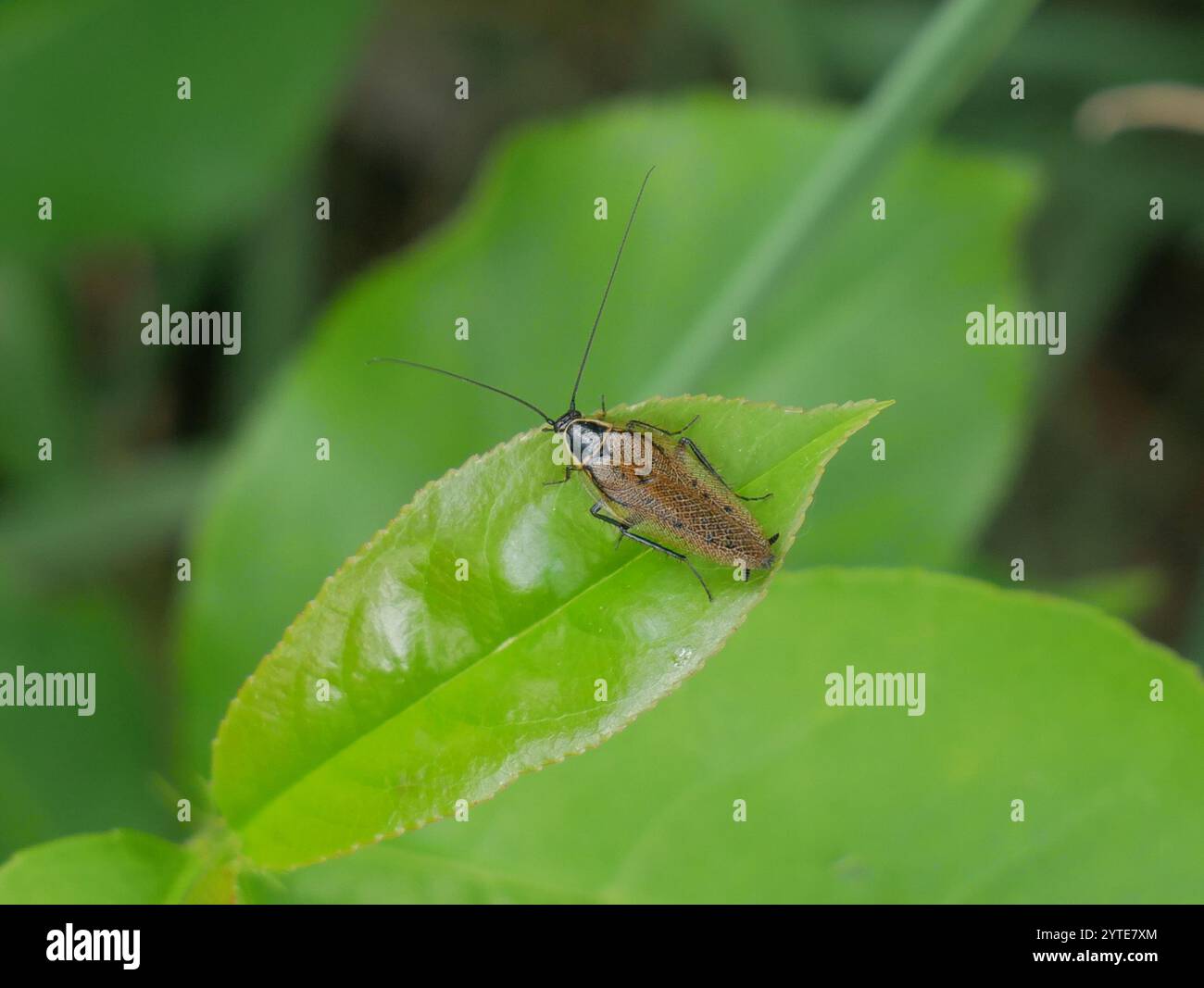 Forest Cockroach (Ectobius sylvestris Stock Photo - Alamy