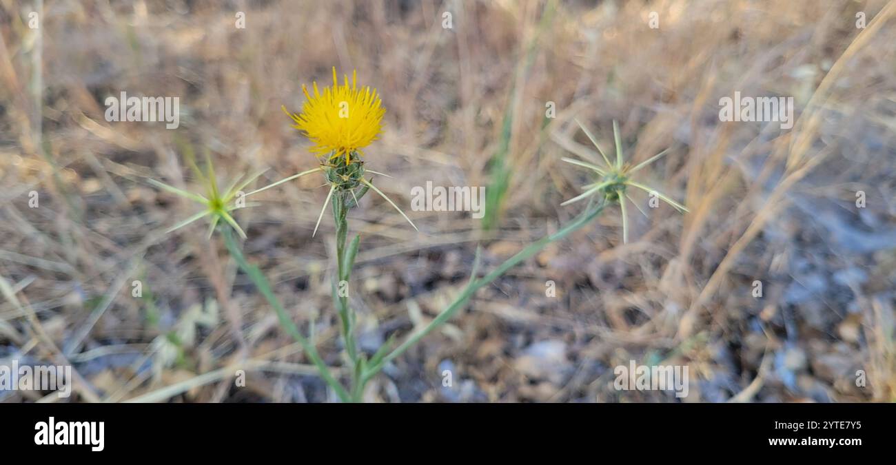 Yellow Star-Thistle (Centaurea solstitialis Stock Photo - Alamy