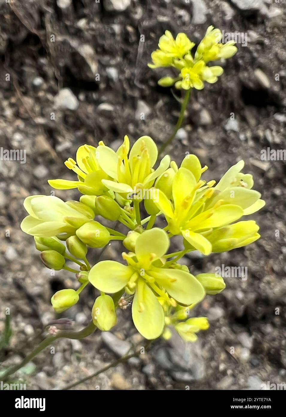 Common Buckler-mustard (Biscutella laevigata Stock Photo - Alamy