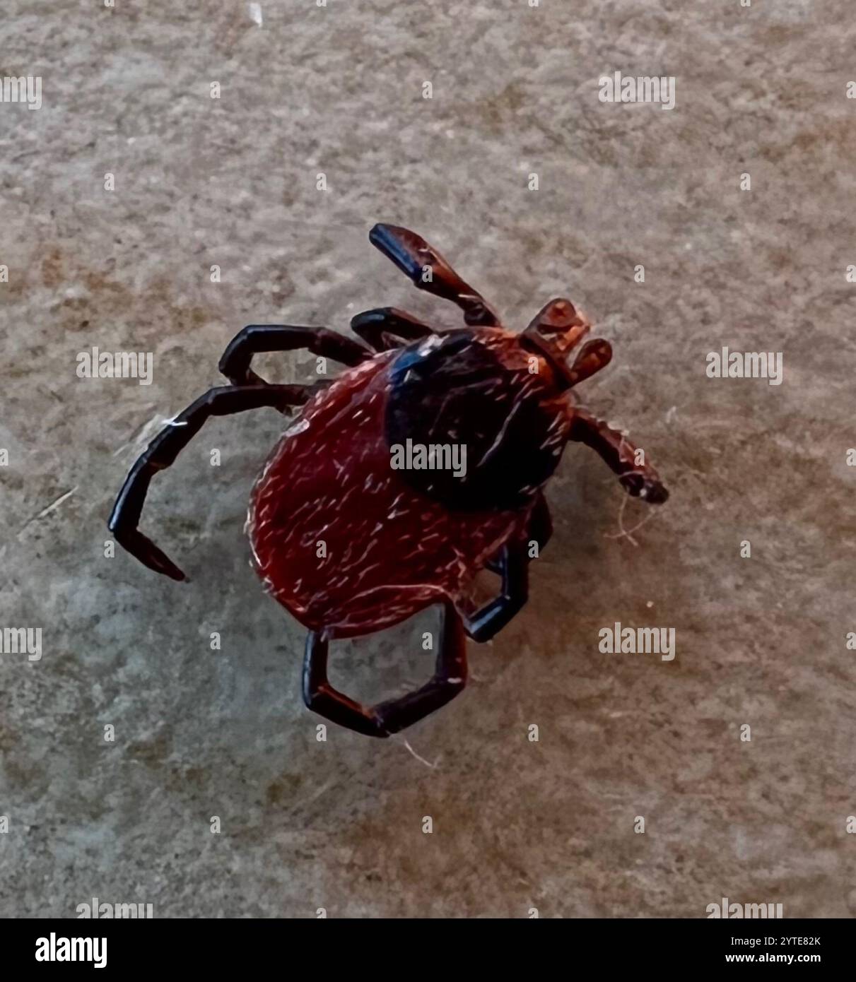 Western Black-legged Tick (Ixodes pacificus Stock Photo - Alamy