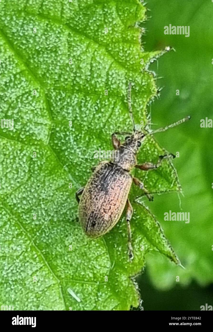 Nettle weevil (Phyllobius pomaceus Stock Photo - Alamy