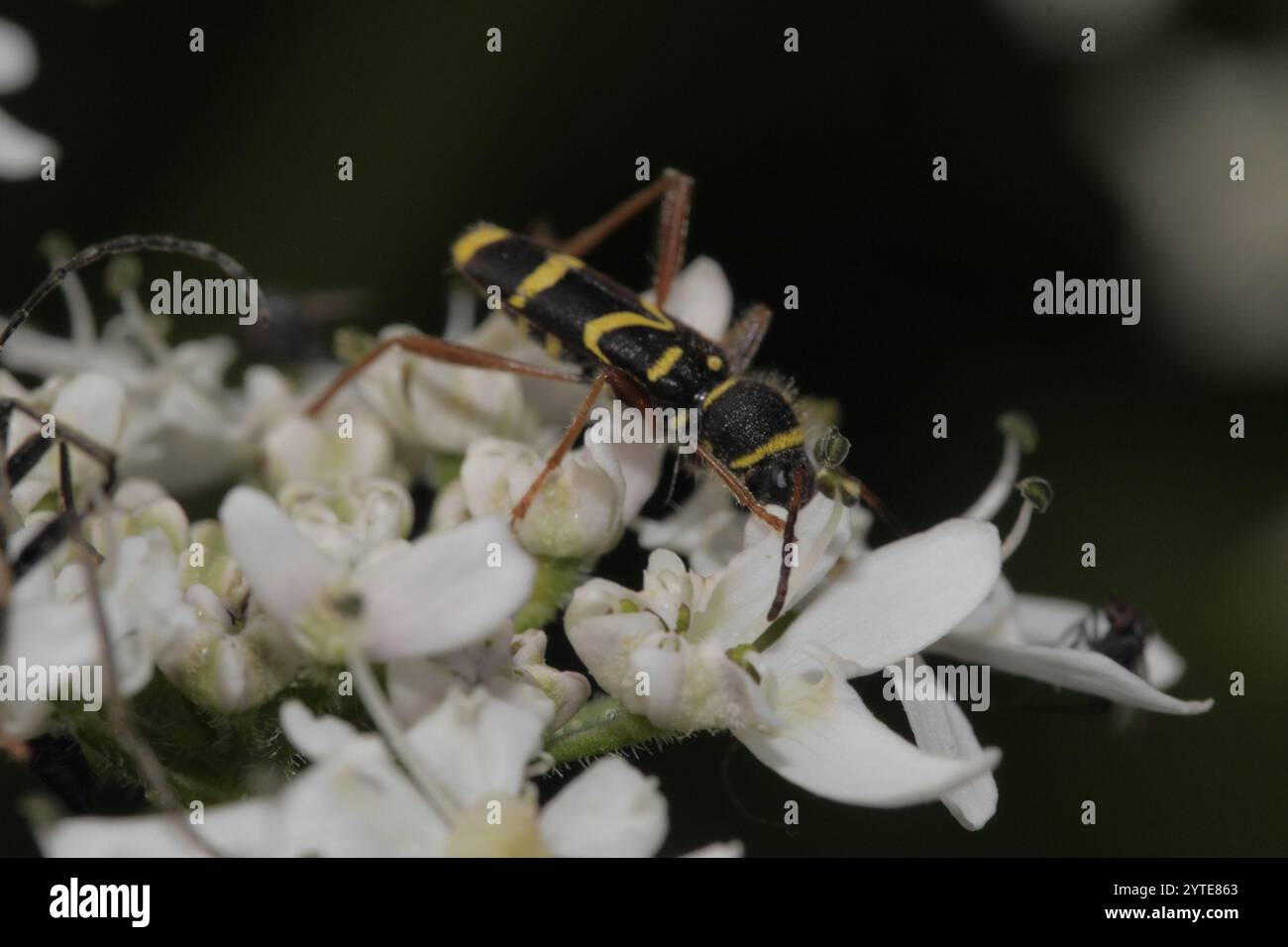 Wasp Beetle (Clytus arietis Stock Photo - Alamy