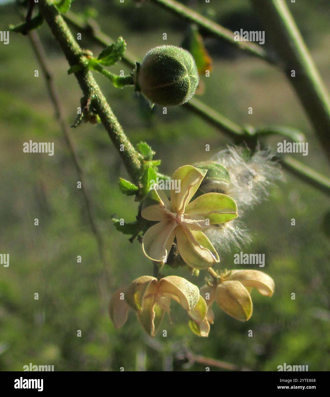 Tiny White Wild Hibiscus (Hibiscus micranthus Stock Photo - Alamy