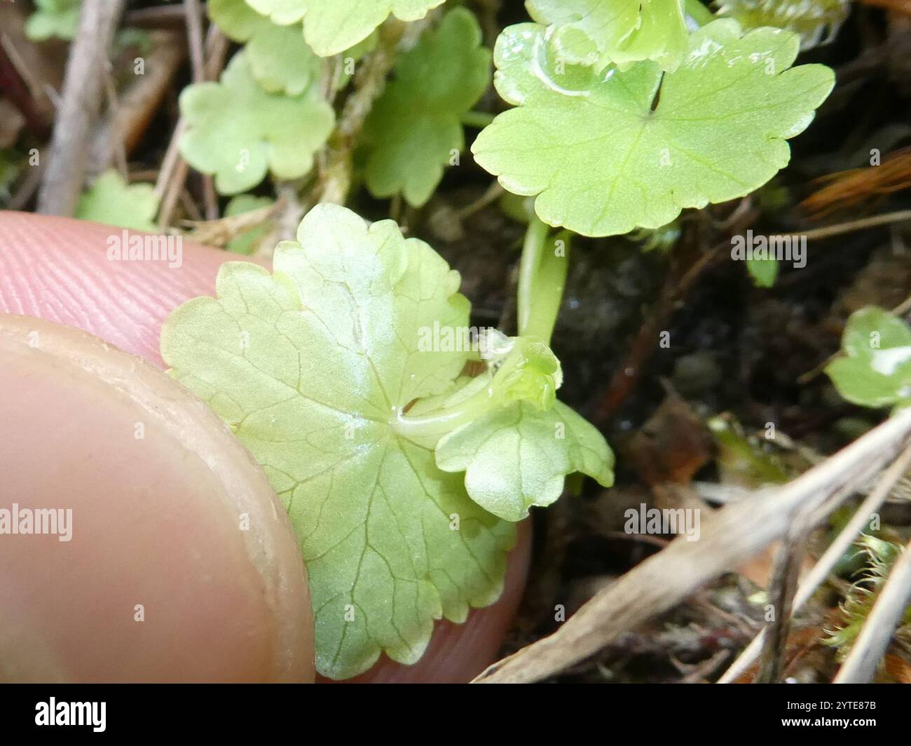 Hydrocotyle americana hi-res stock photography and images - Alamy