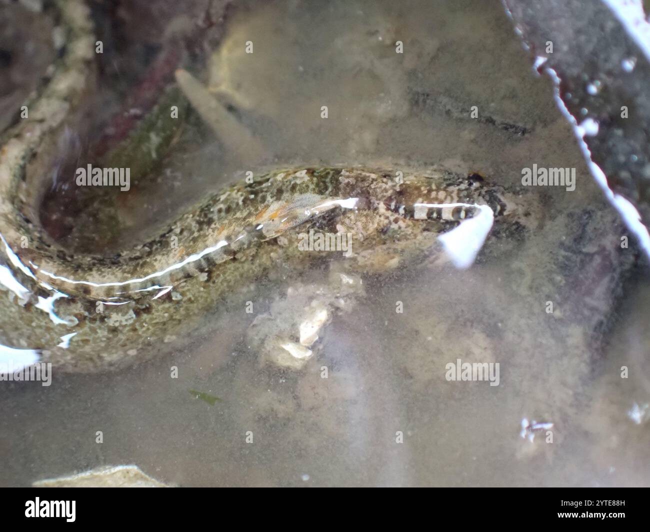 High Cockscomb (Anoplarchus purpurescens Stock Photo - Alamy