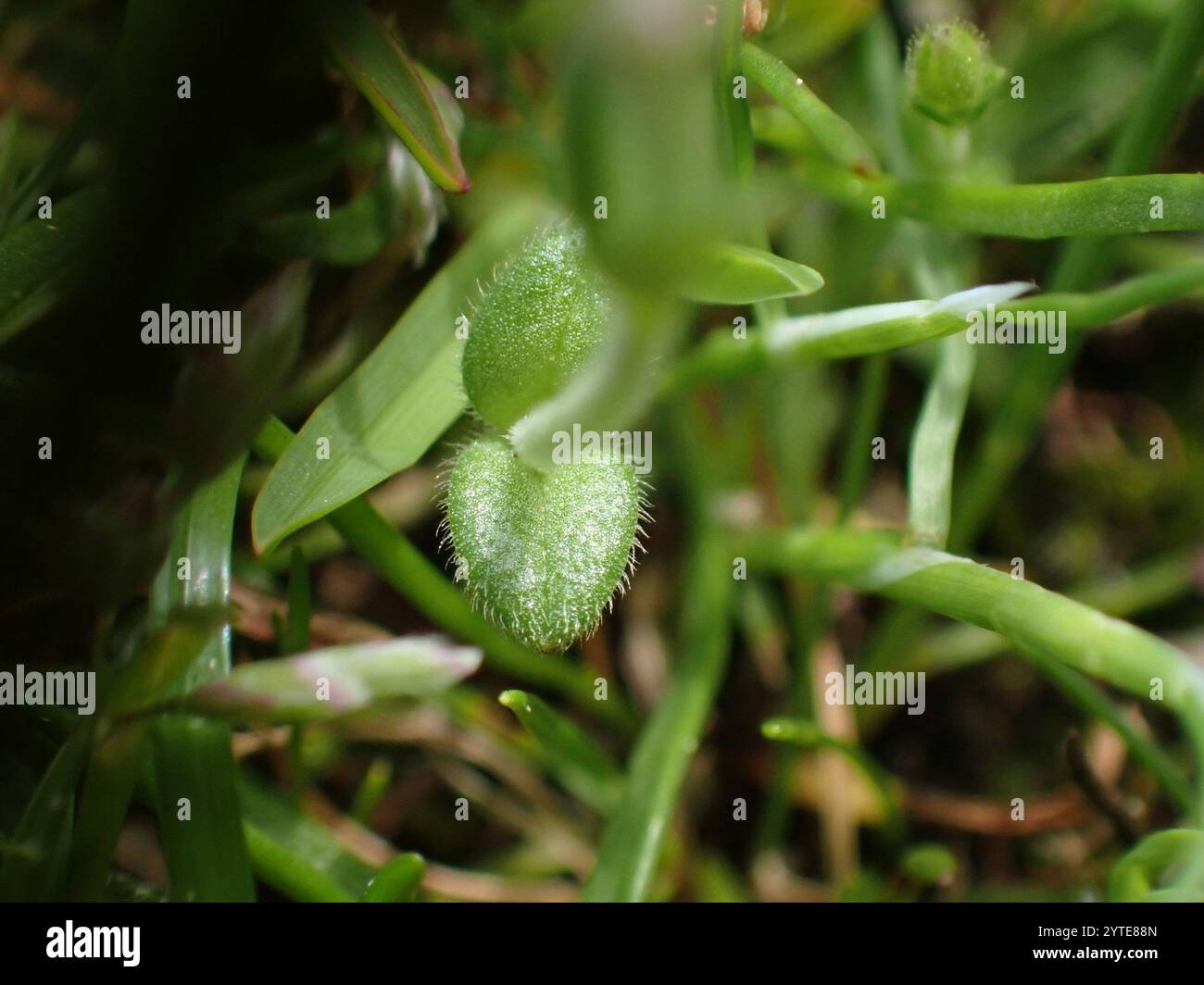 Common mouse-ear chickweed (Cerastium fontanum Stock Photo - Alamy
