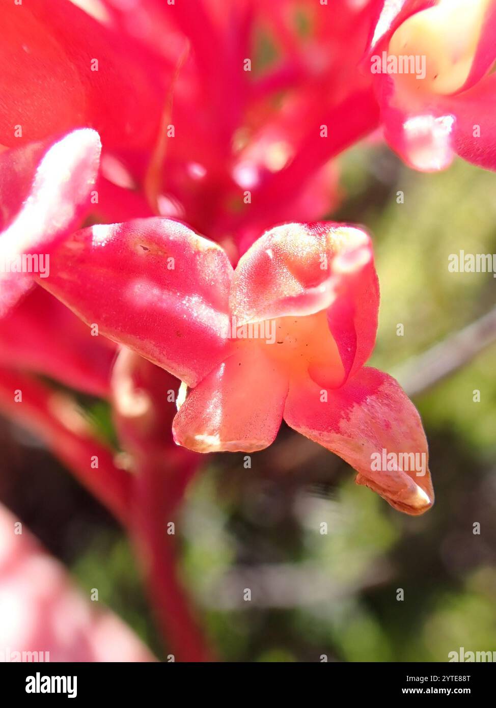 Cluster Disa (Disa ferruginea Stock Photo - Alamy