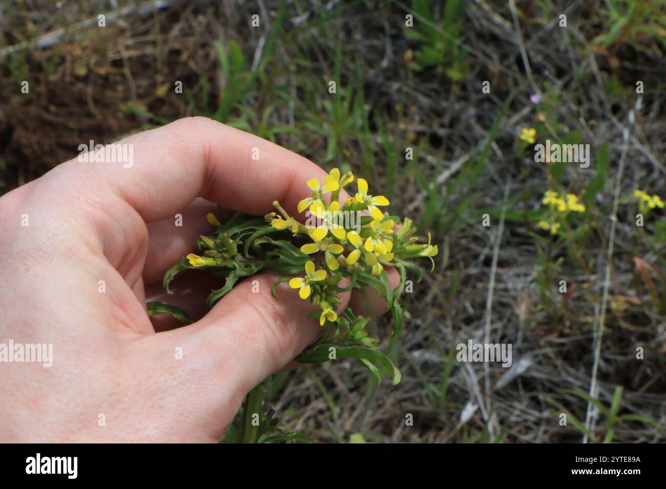 Prairie-rocket Wallflower (Erysimum asperum Stock Photo - Alamy