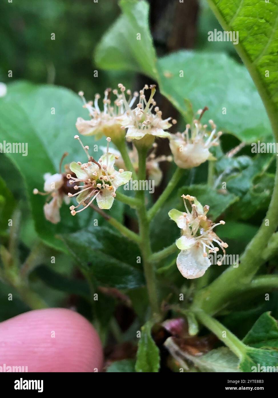 Prunus emarginata hi-res stock photography and images - Alamy