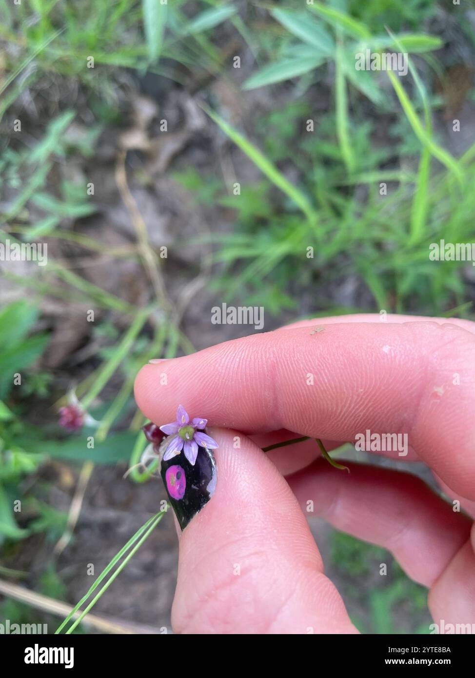 common Canadian meadow garlic (Allium canadense canadense Stock Photo ...