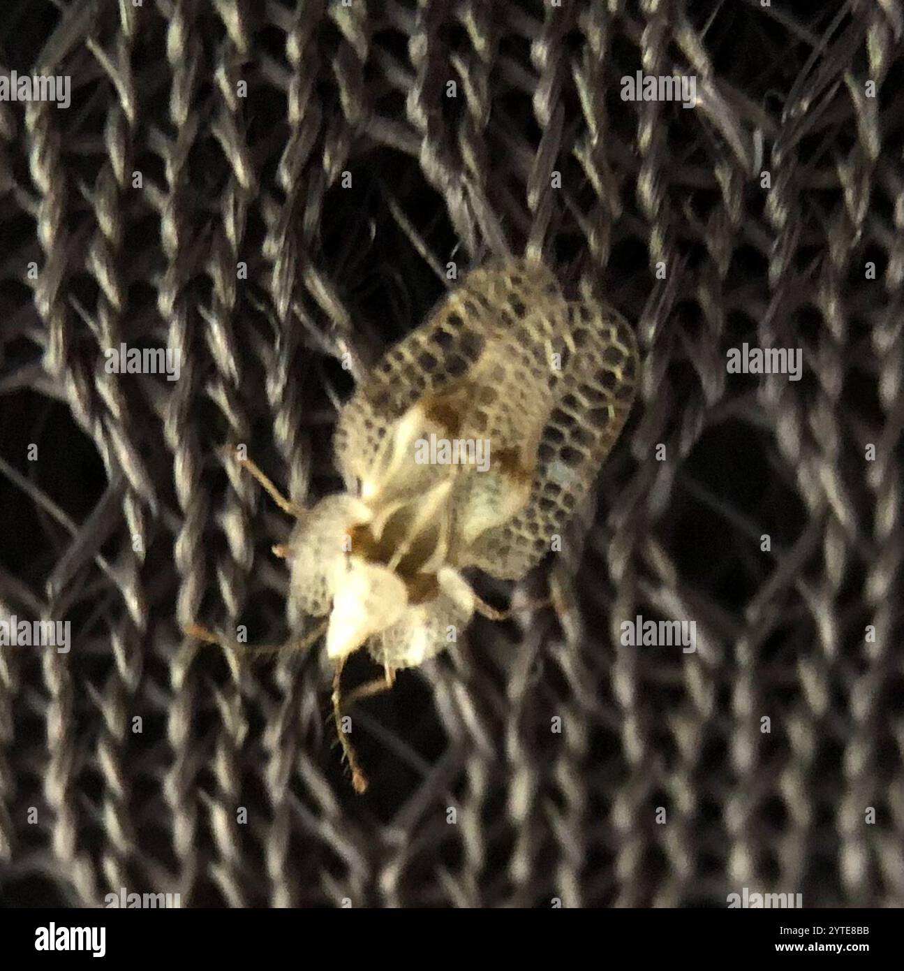 Eastern Sycamore Lace Bug (Corythucha ciliata Stock Photo - Alamy