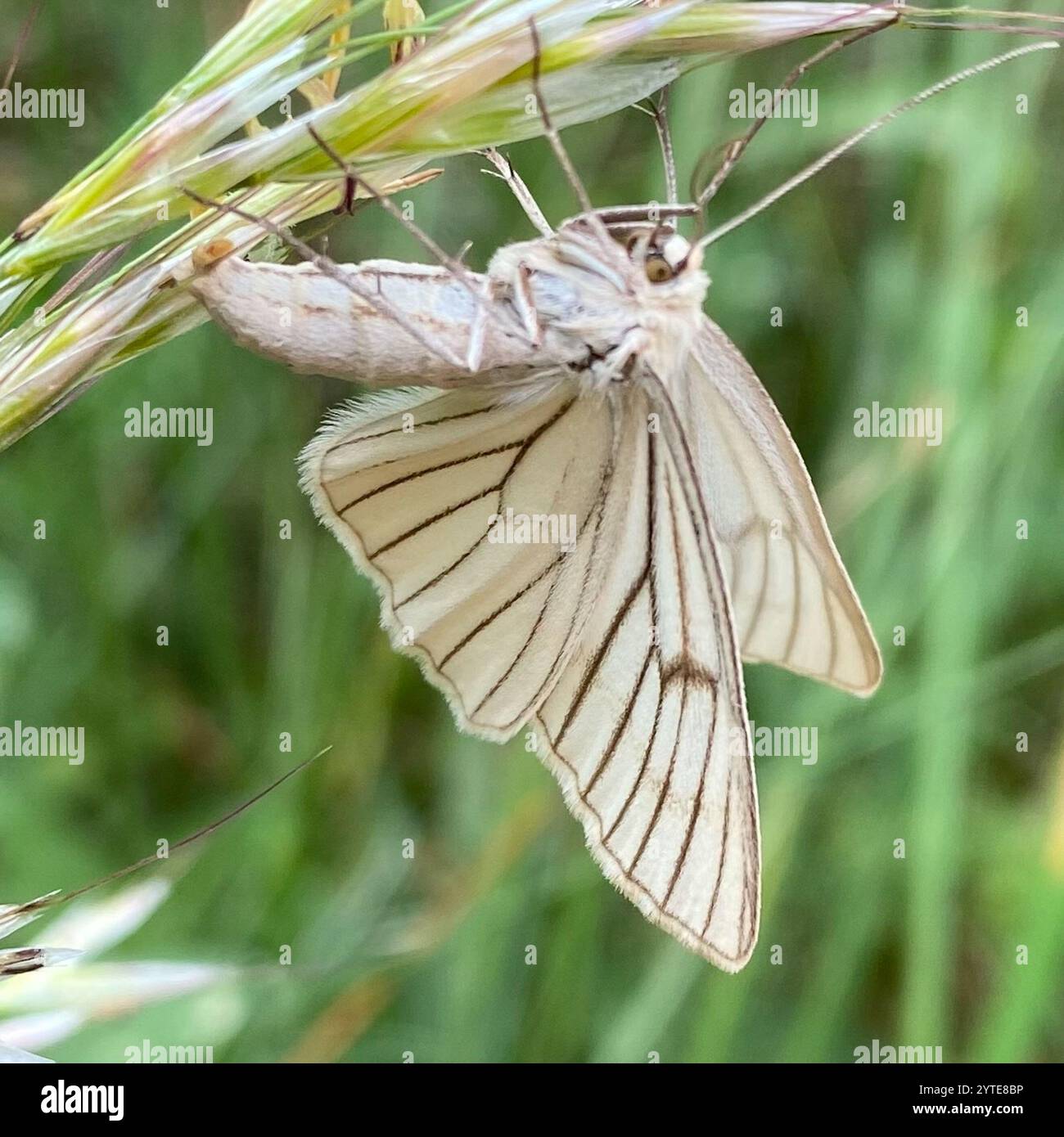 Black-veined Moth (Siona lineata Stock Photo - Alamy