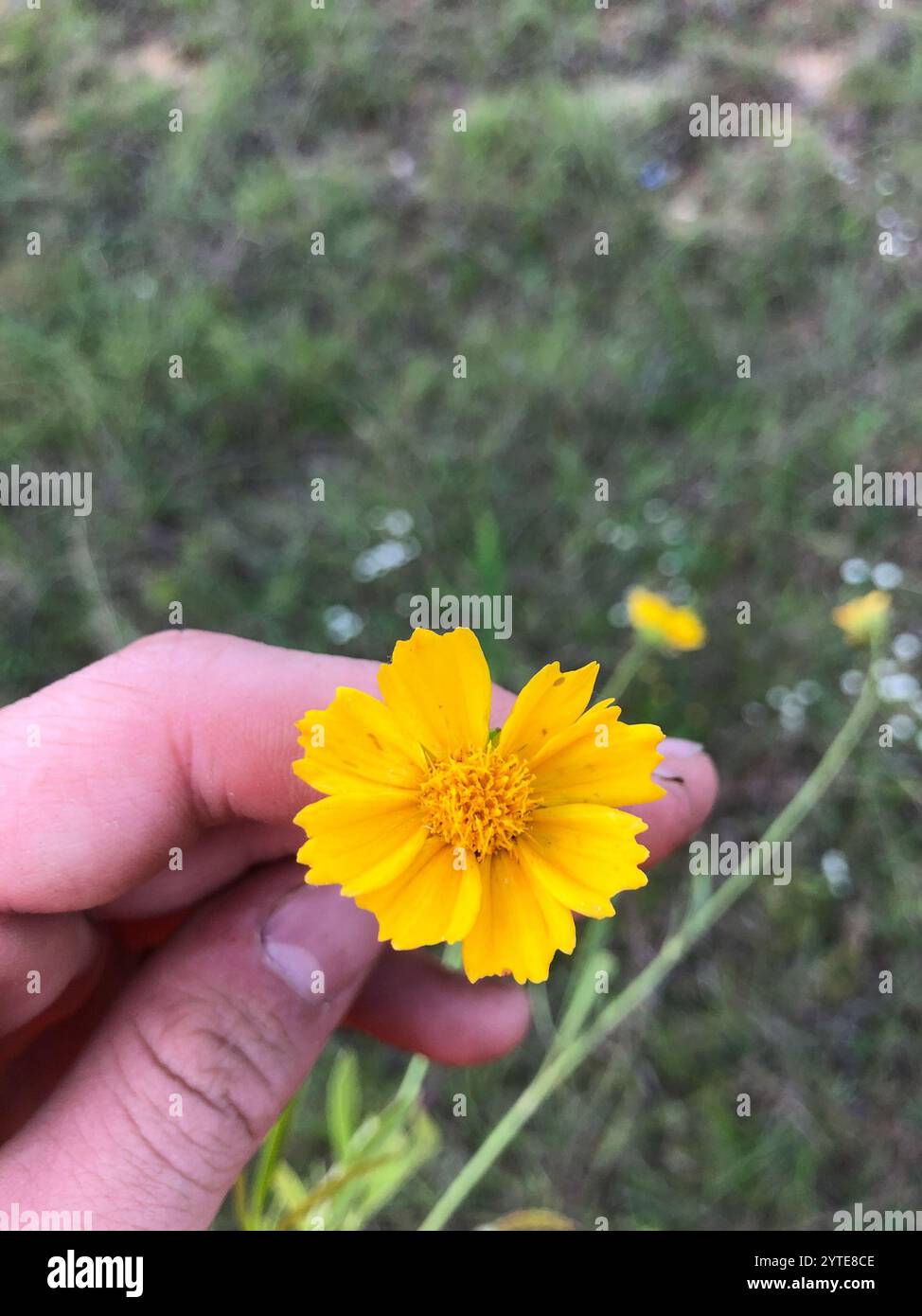 Lance-leaved Coreopsis (Coreopsis lanceolata Stock Photo - Alamy