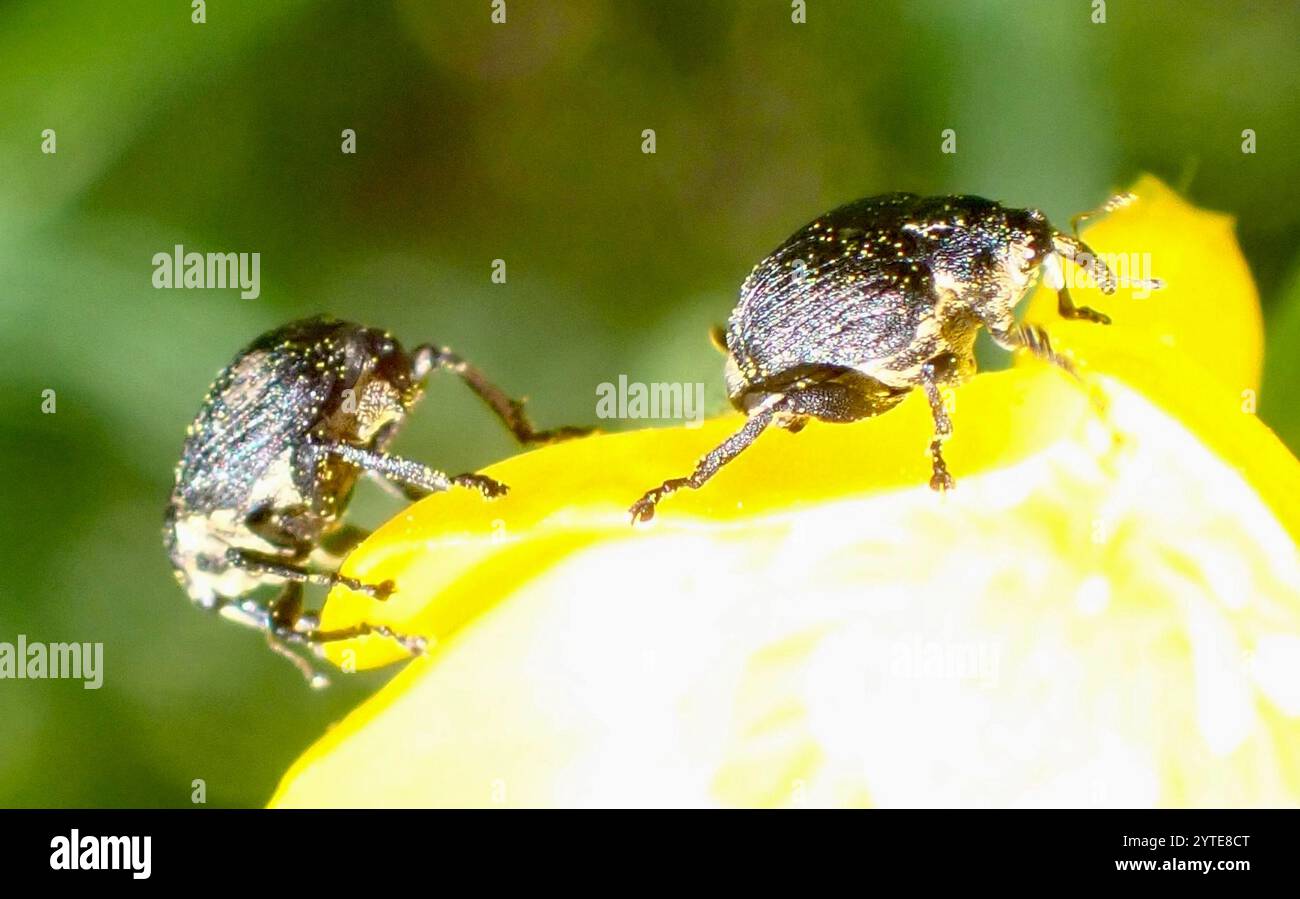Iris weevil (Mononychus punctumalbum Stock Photo - Alamy
