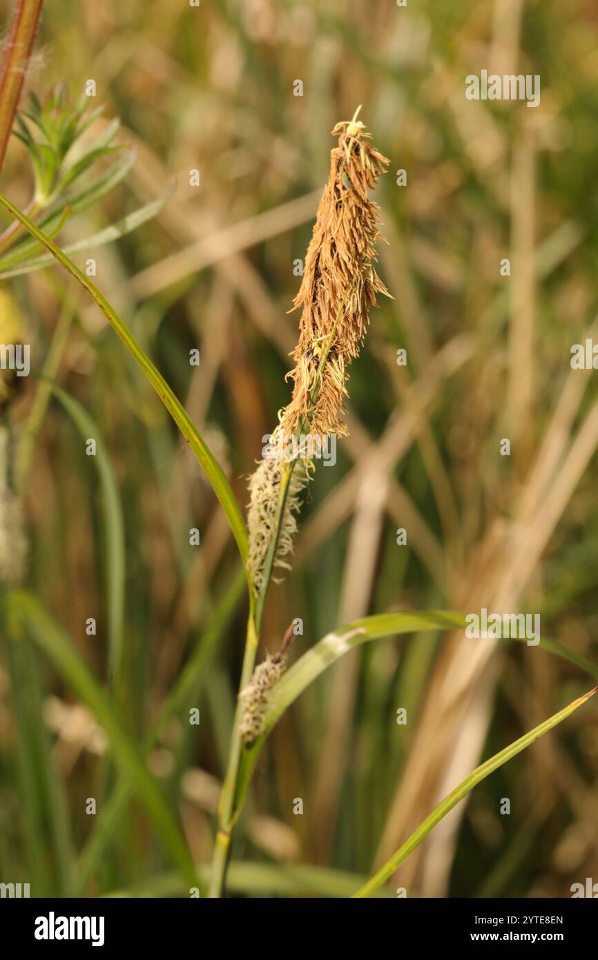 lesser pond sedge (Carex acutiformis Stock Photo - Alamy