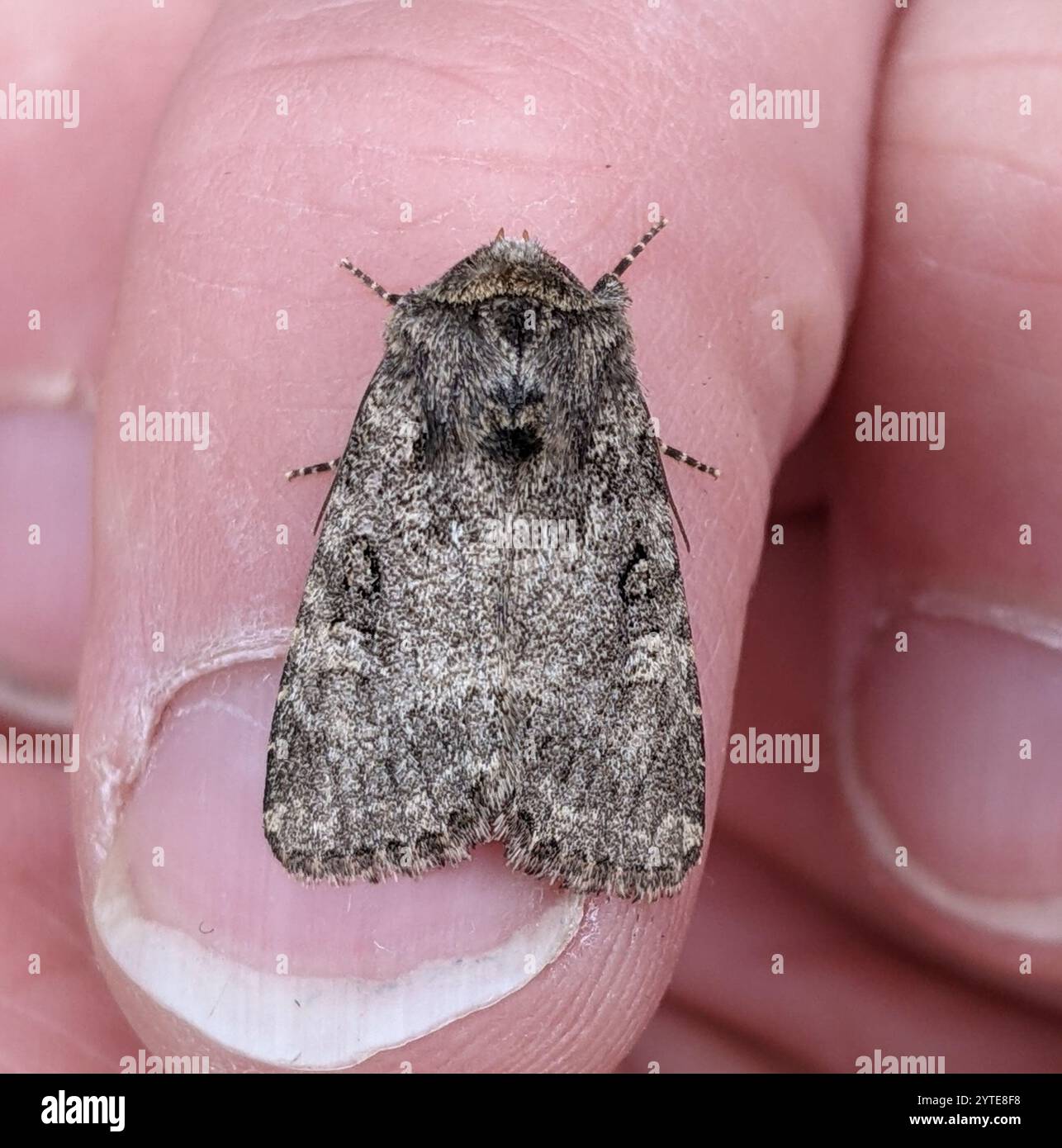 Cutworm Moths and Allies (Noctuidae Stock Photo - Alamy