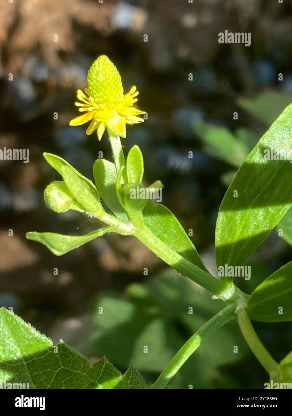 cursed crowfoot (Ranunculus sceleratus Stock Photo - Alamy