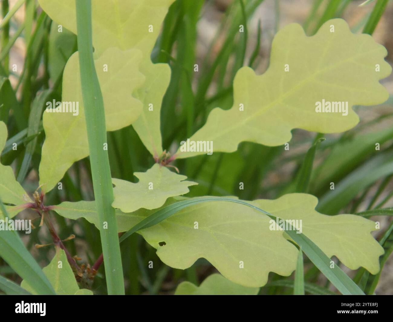 English oak (Quercus robur Stock Photo - Alamy
