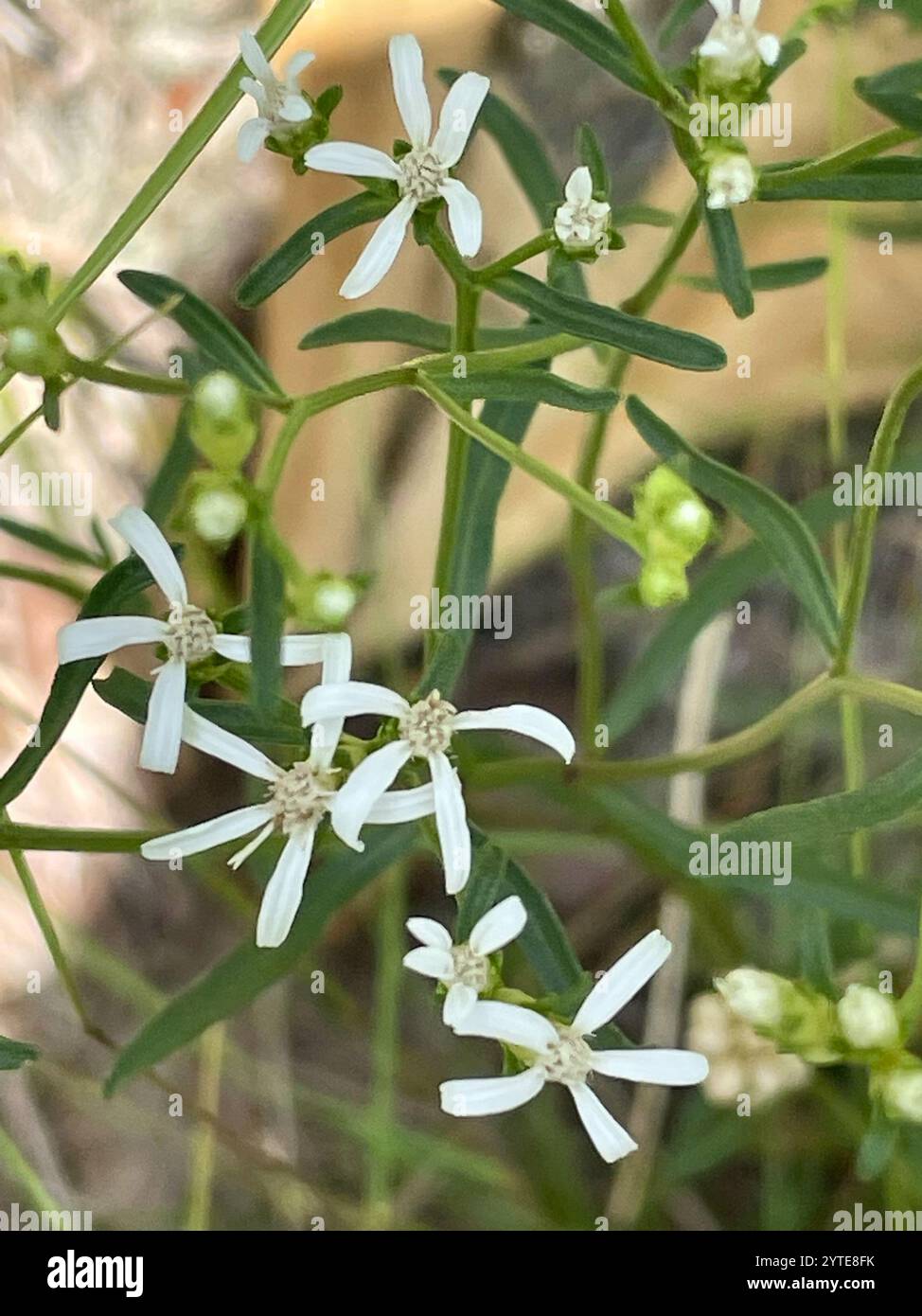 Narrowleaf Whitetop Aster (Sericocarpus linifolius Stock Photo - Alamy