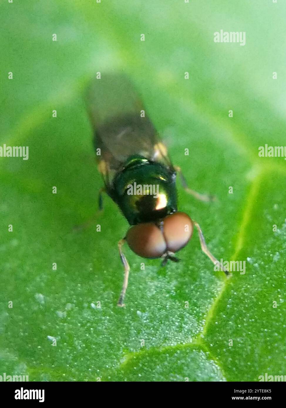 Black-horned Gem Fly (Microchrysa polita Stock Photo - Alamy