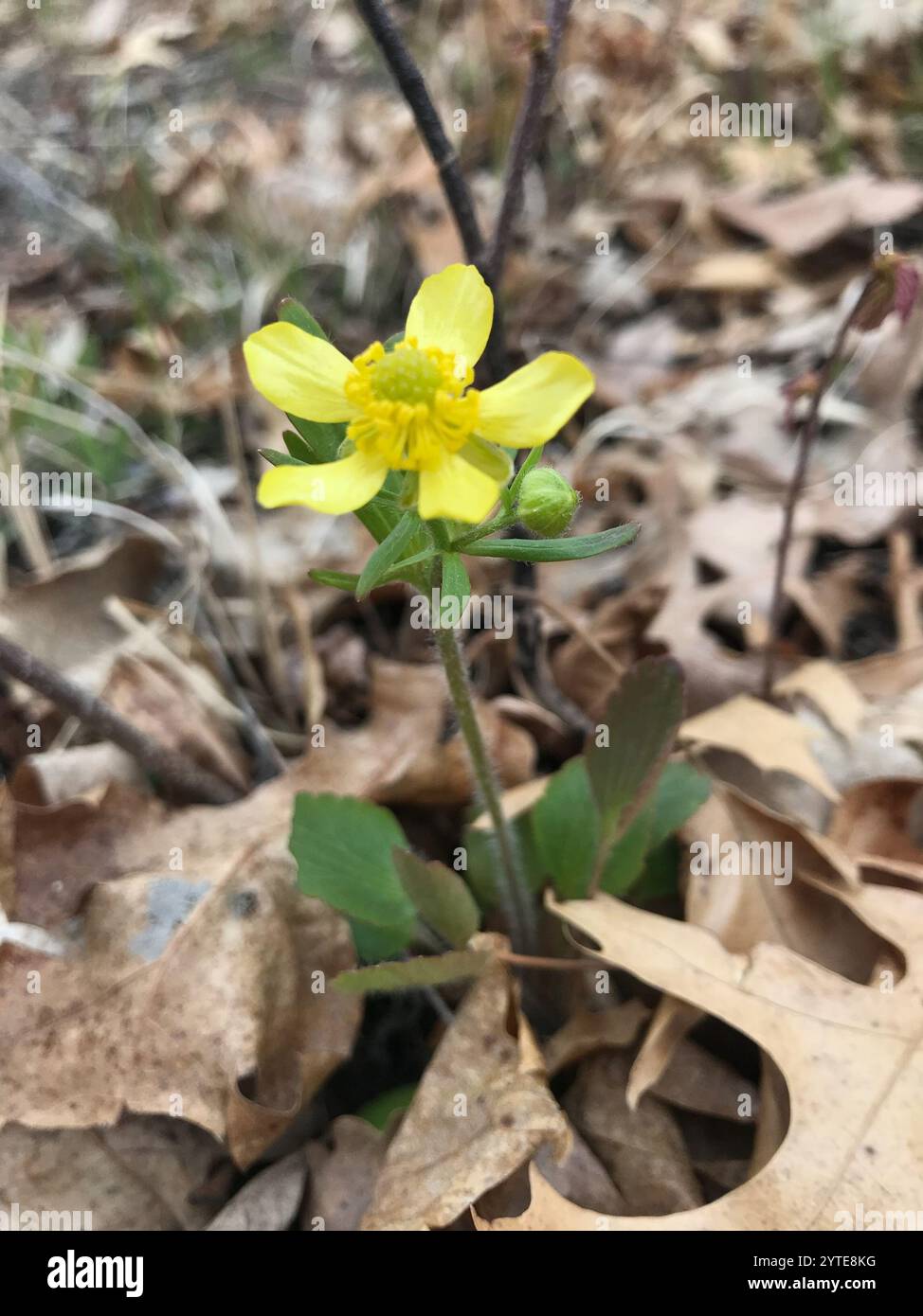 Rhomboideus hi-res stock photography and images - Alamy