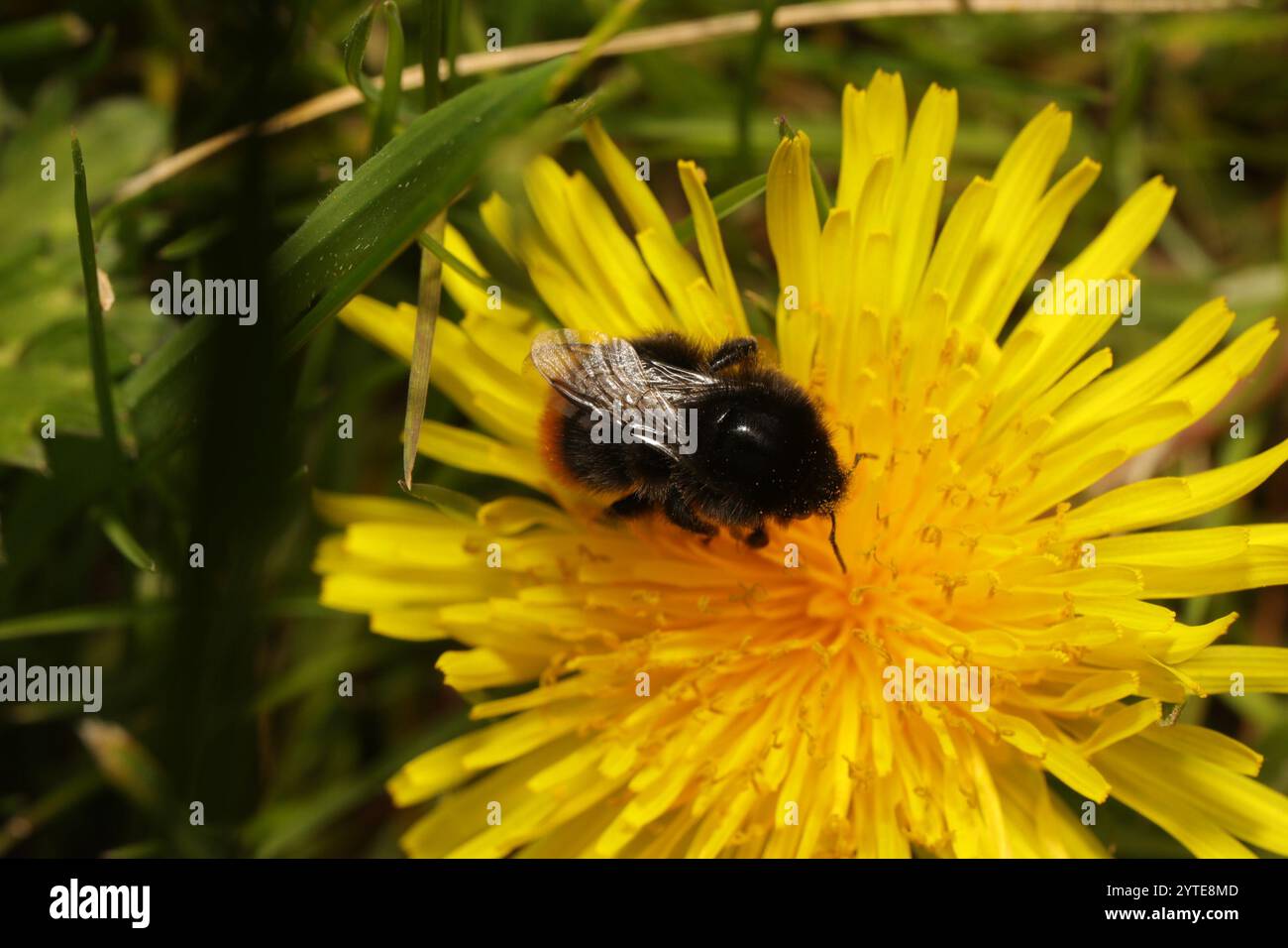Red-tailed Bumble Bee (Bombus lapidarius Stock Photo - Alamy