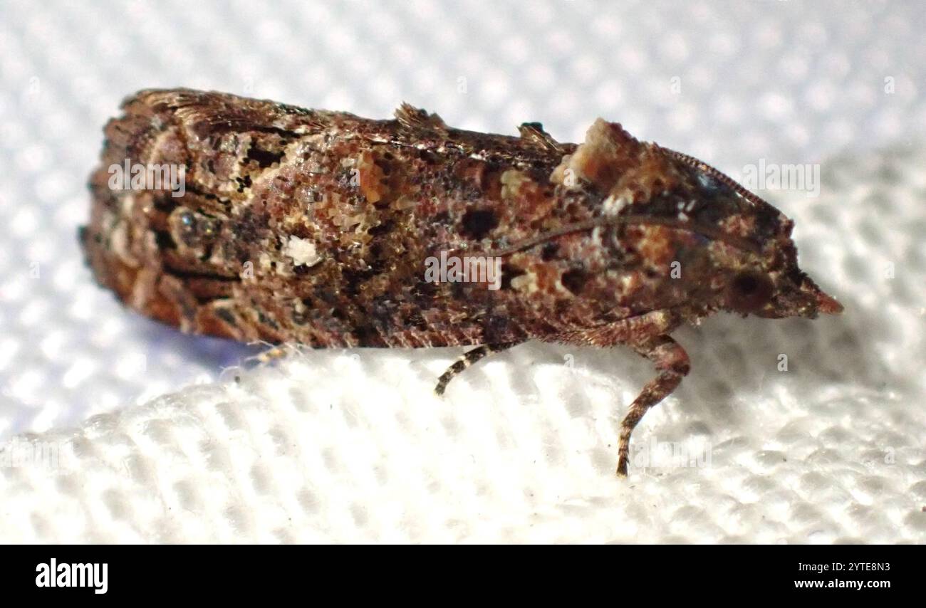 False Codling Moth (Thaumatotibia leucotreta Stock Photo - Alamy