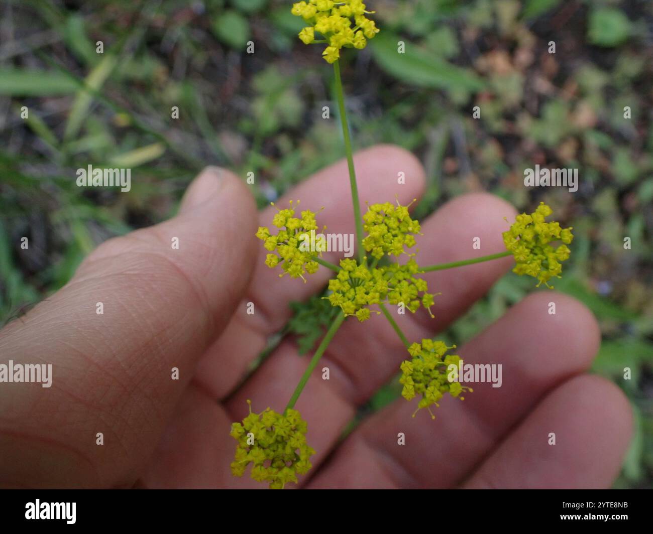 Wyeth Biscuitroot (Lomatium ambiguum Stock Photo - Alamy