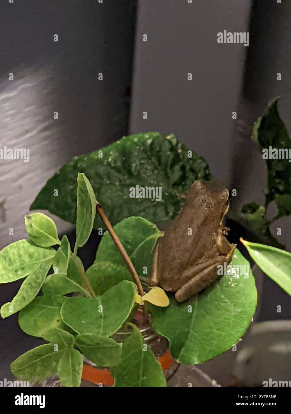 Cuban Tree Frog (Osteopilus septentrionalis Stock Photo - Alamy