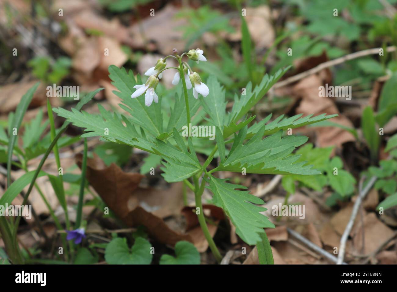 cut-leaved toothwort (Cardamine concatenata Stock Photo - Alamy