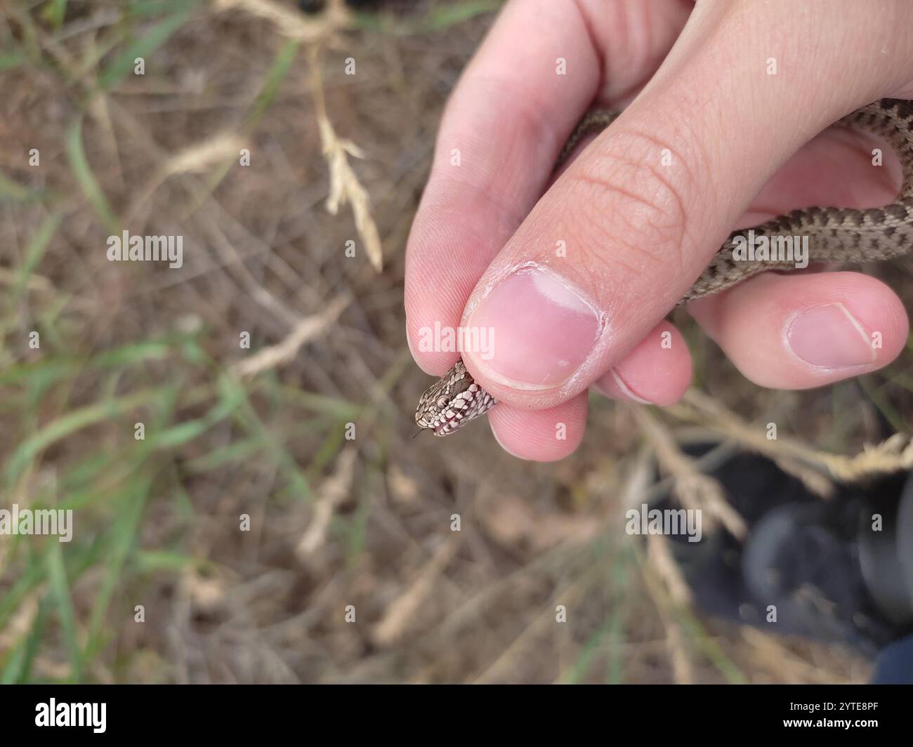 Steppe Viper (Vipera renardi Stock Photo - Alamy