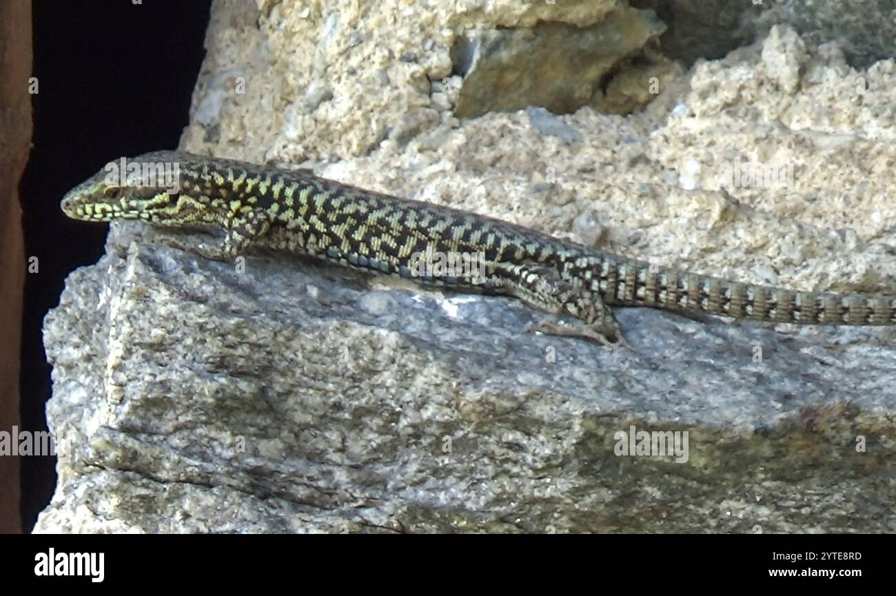 Common Wall Lizard (Podarcis muralis Stock Photo - Alamy