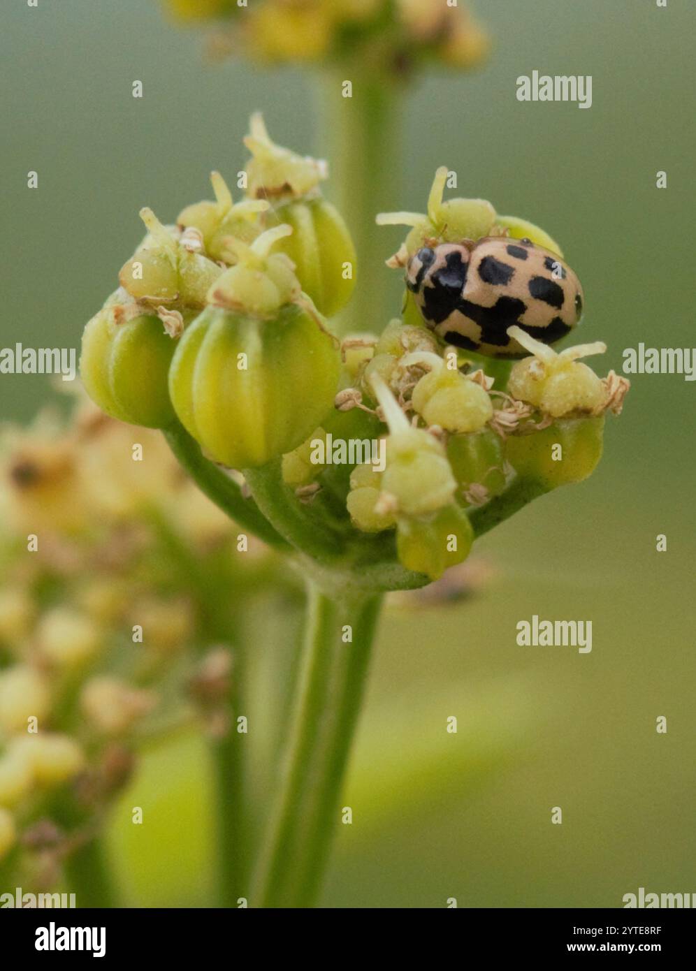 Fourteen-spotted Lady Beetle (Propylea quatuordecimpunctata Stock Photo ...