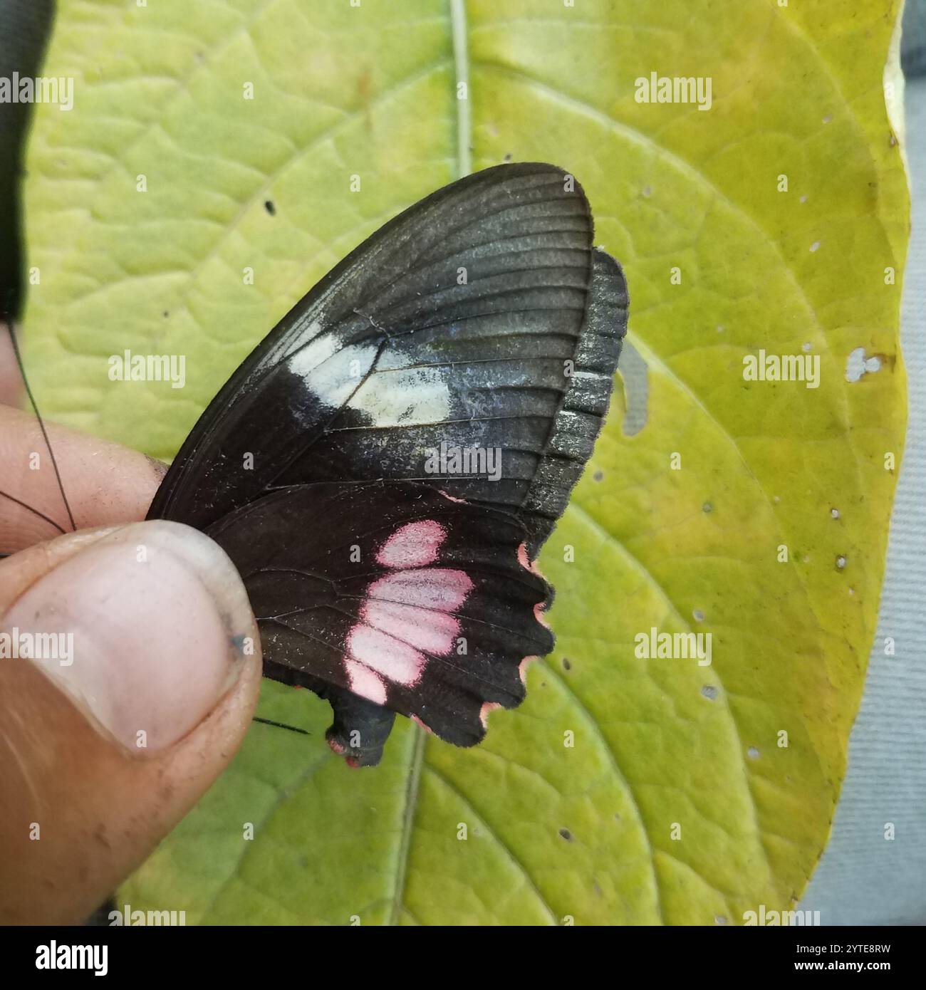 True Cattleheart (Parides eurimedes Stock Photo - Alamy