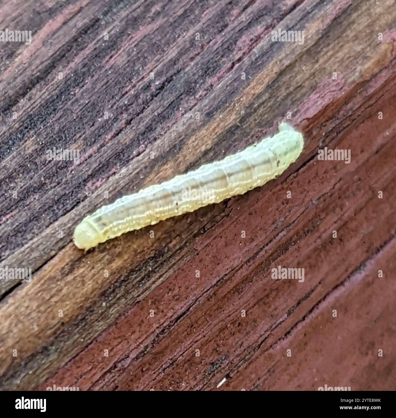 Spring Cankerworm Moth (Paleacrita vernata Stock Photo - Alamy