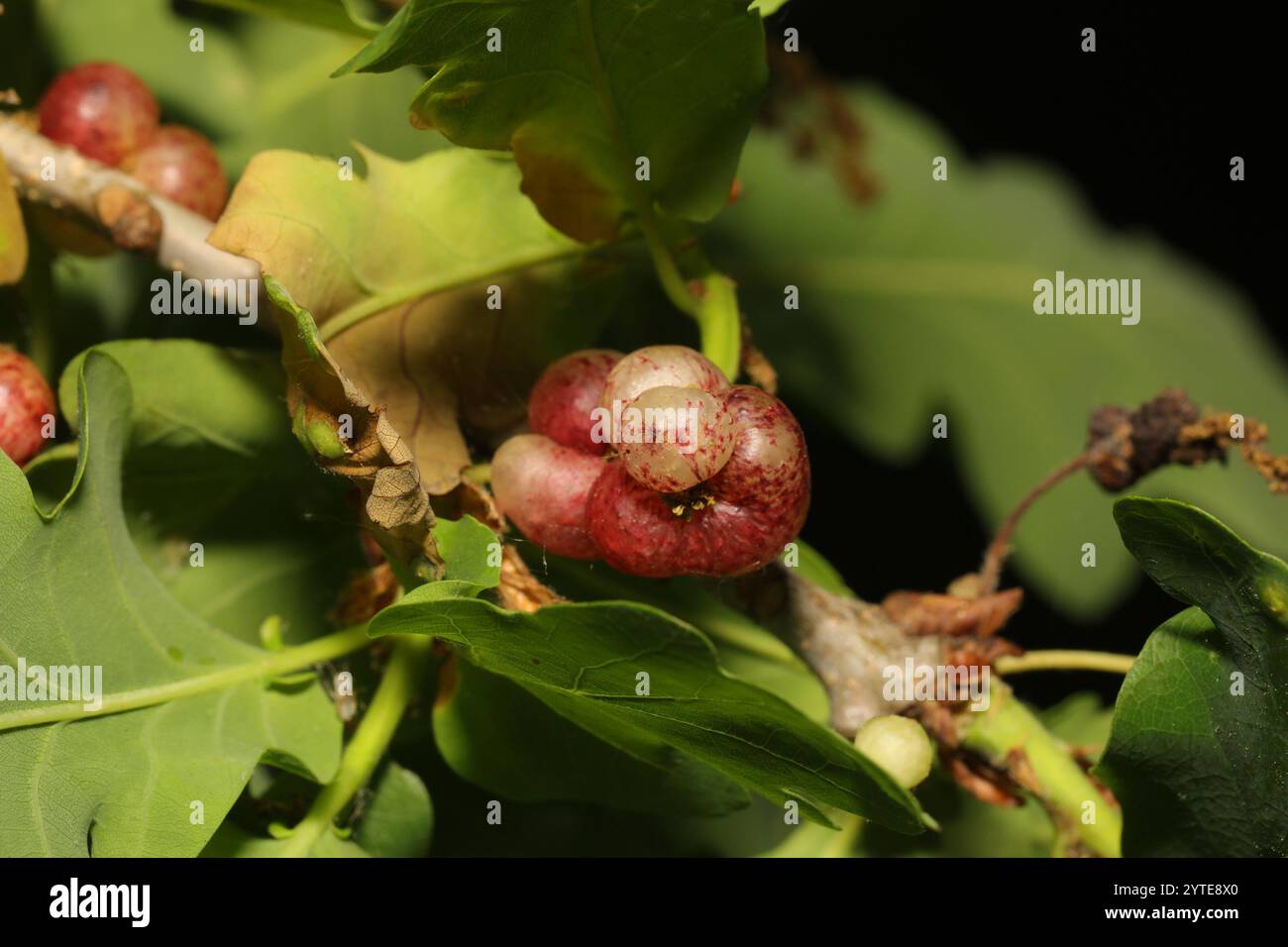 Common Spangle Gall Wasp (Neuroterus quercusbaccarum Stock Photo - Alamy